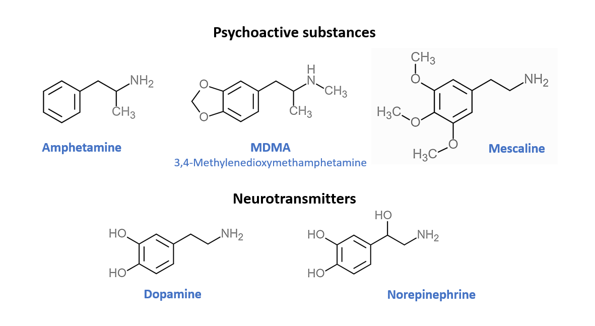 MDMA Pharmacology - MAPS Canada